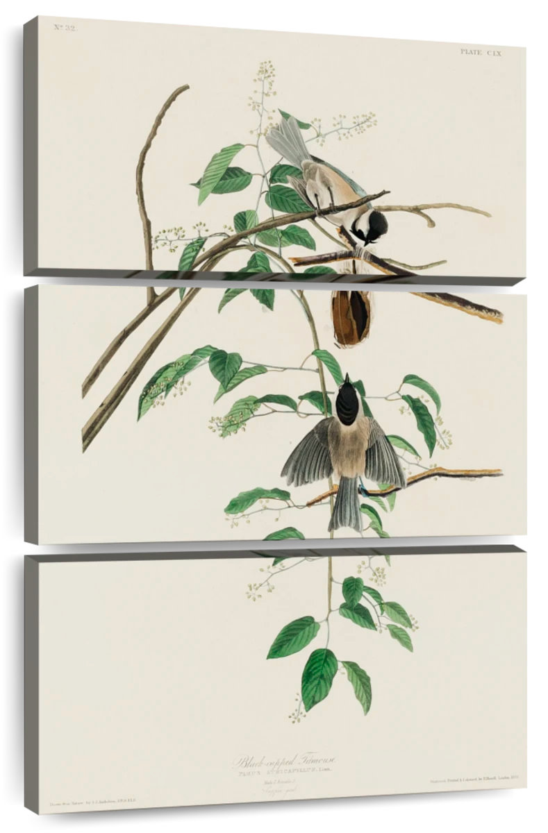 Ebern Designs Brampt Carolina Titmouse | Wayfair