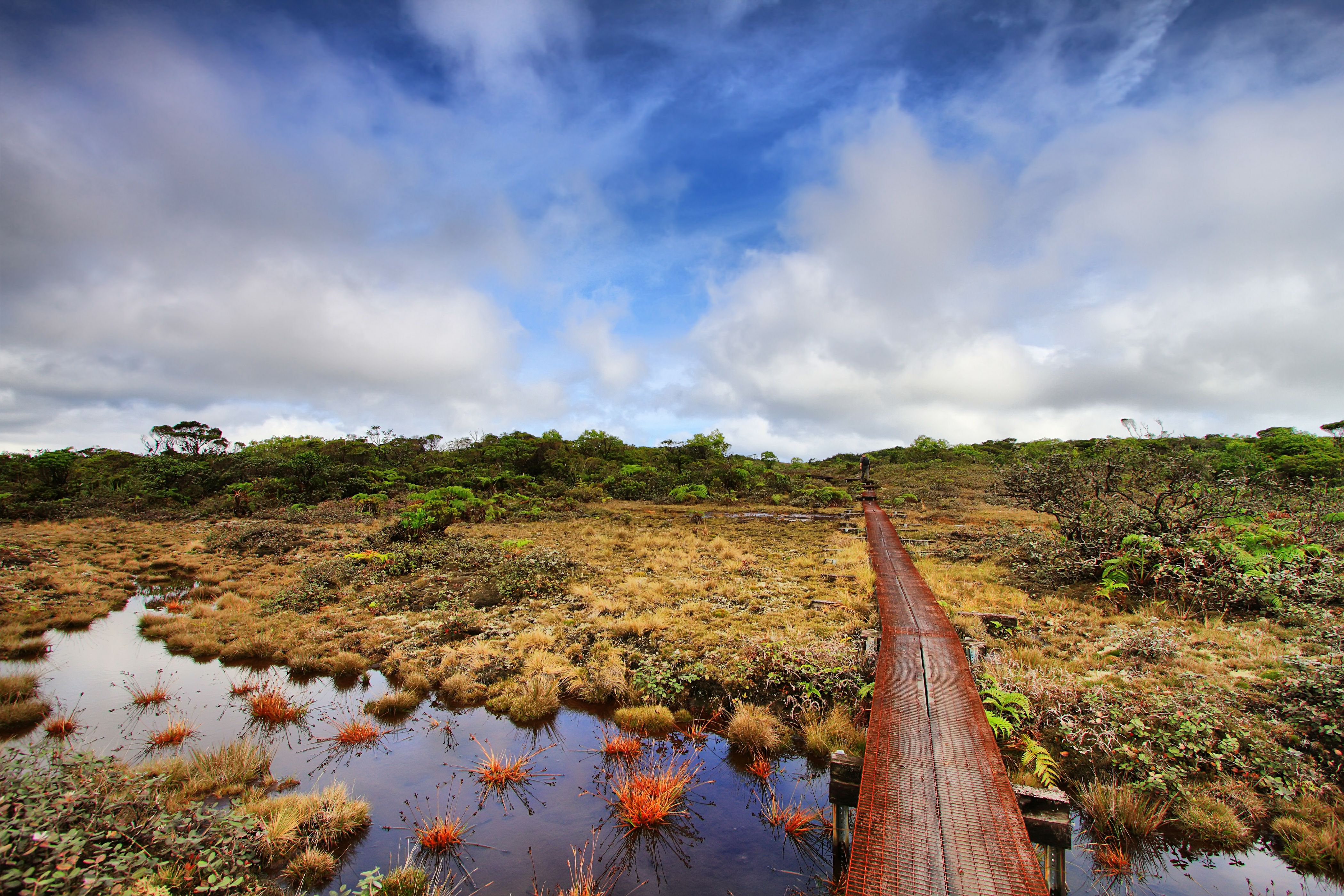 Millwood Pines Alakai Swamp Trail by Estivillml - Wrapped Canvas ...