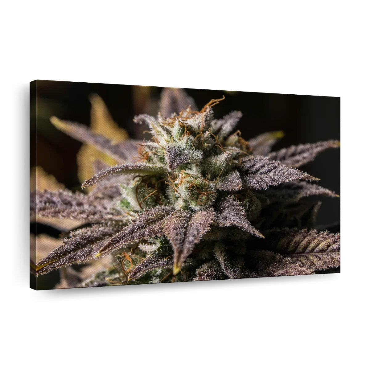 Ebern Designs Marijuana in Winter - Wrapped Canvas Print | Wayfair