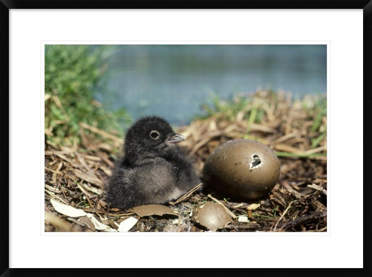 Global Gallery 'Common Loon Chick with Hatching Egg, Summer, Wyoming ...