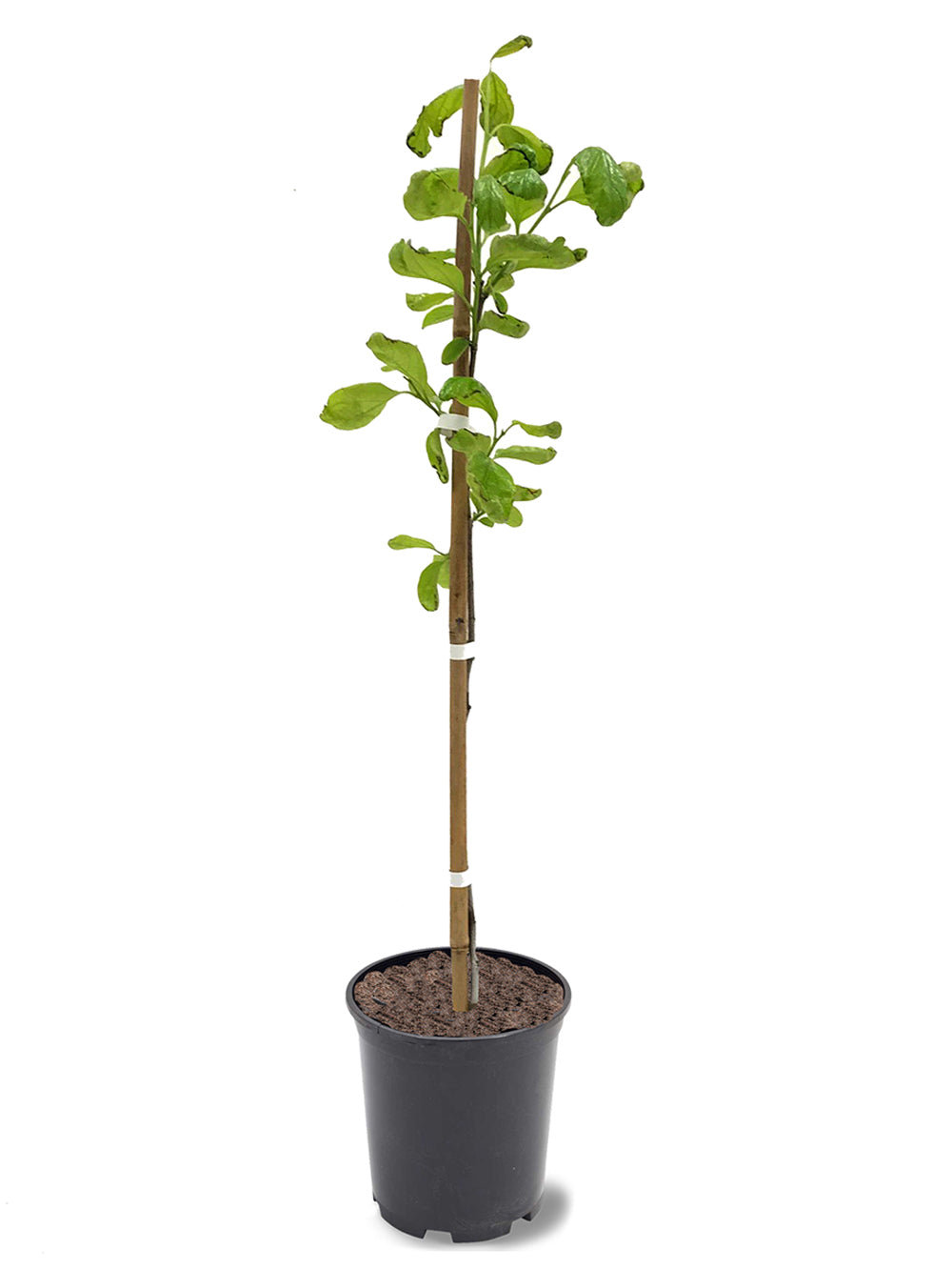 American Plant Exchange Live Fruit Trees Saijo Persimmon Outdoor ...