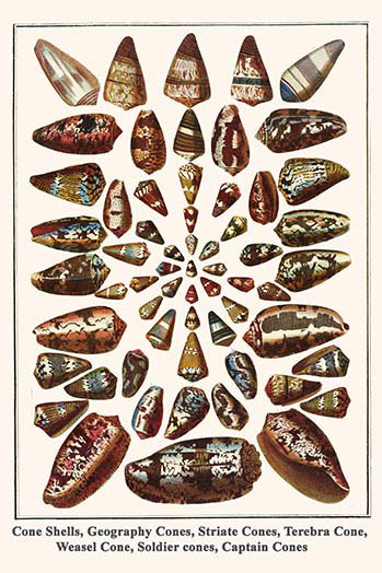 Buyenlarge 'Cone Shells Geography Cones Striate Cones Terebra Cone' by ...