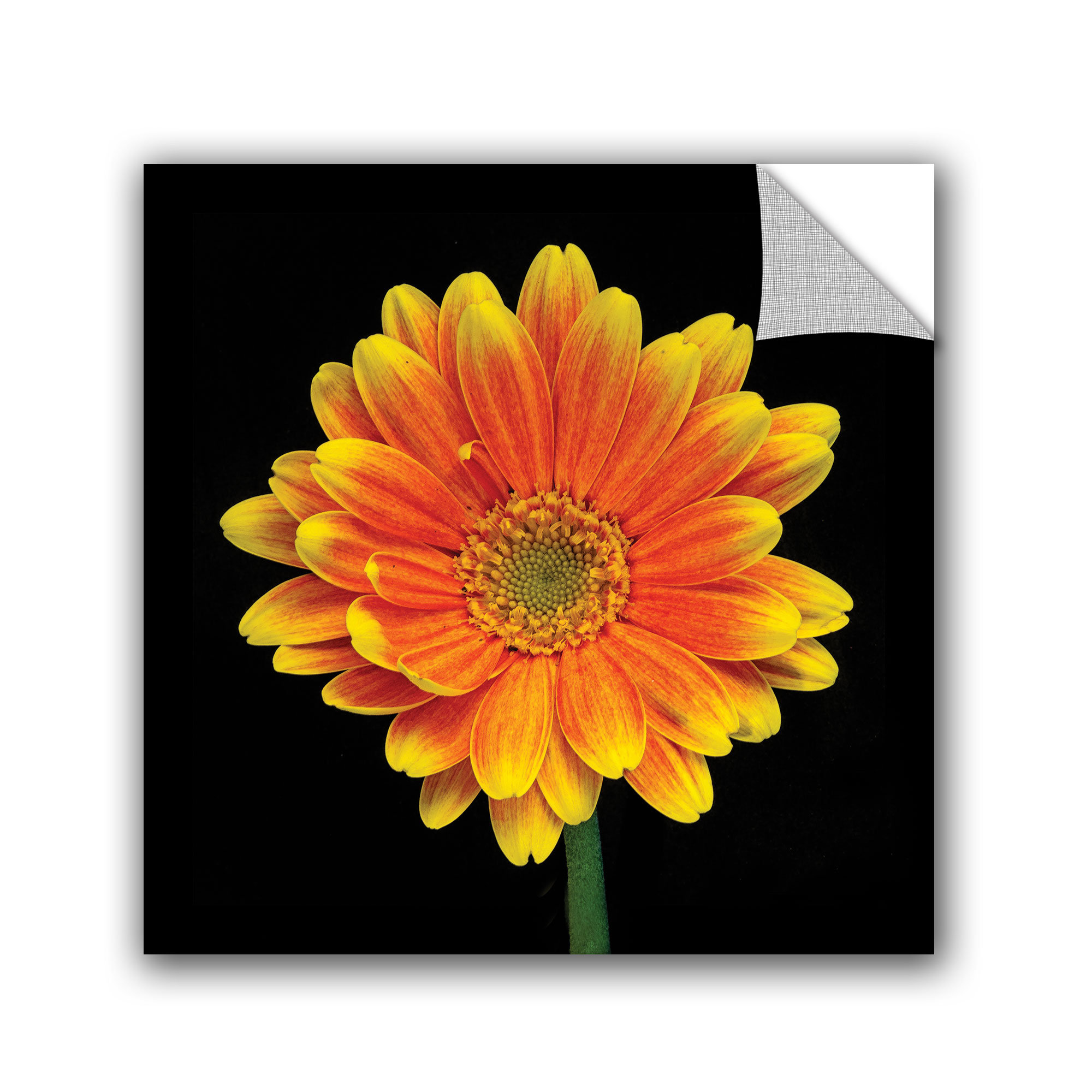 ArtWall Tom Croce Yellow and Orange Blossom Wall Decal - Wayfair Canada