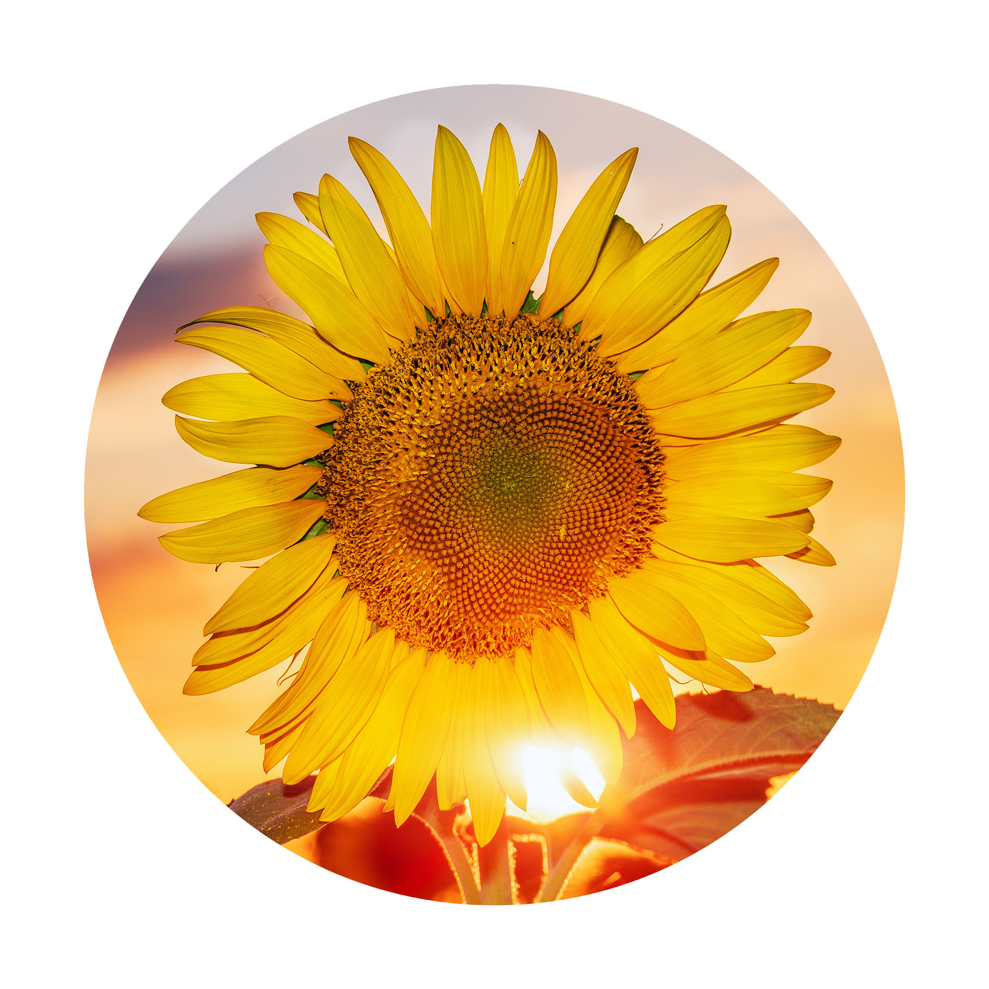 Gracie Oaks Sunflower Round Round Round Wall Art - Wayfair Canada