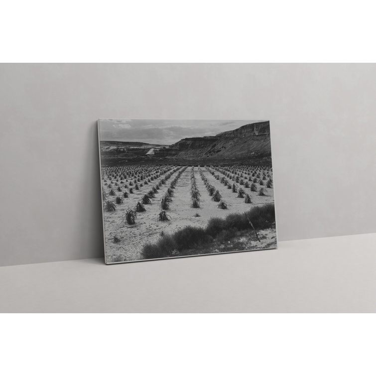 Vault W Artwork Corn Field Indian Farm Near Tuba City On Canvas by ...