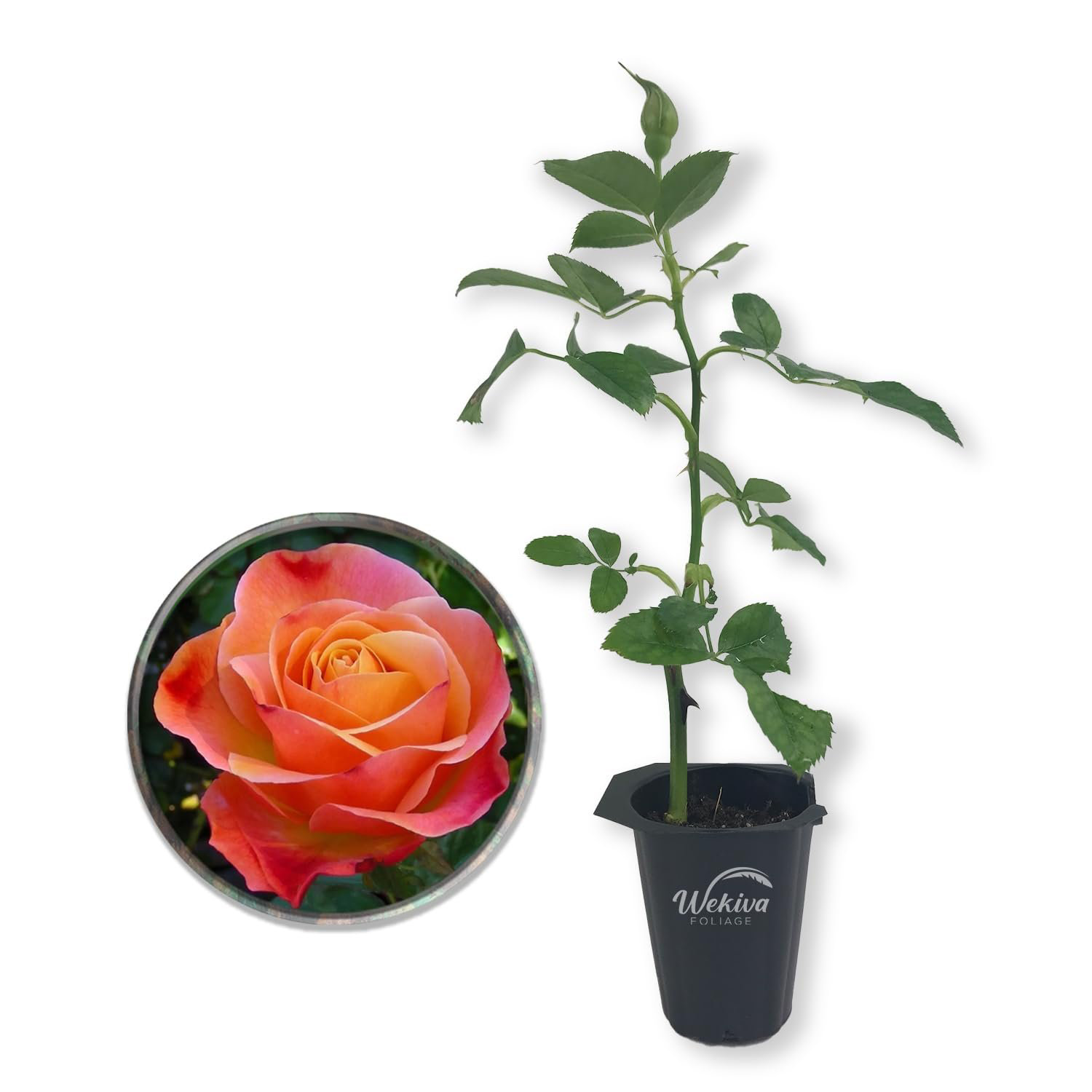 Wekiva Foliage LLC Colorific Rose Bush - 3 Live Starter Plants in 2 ...