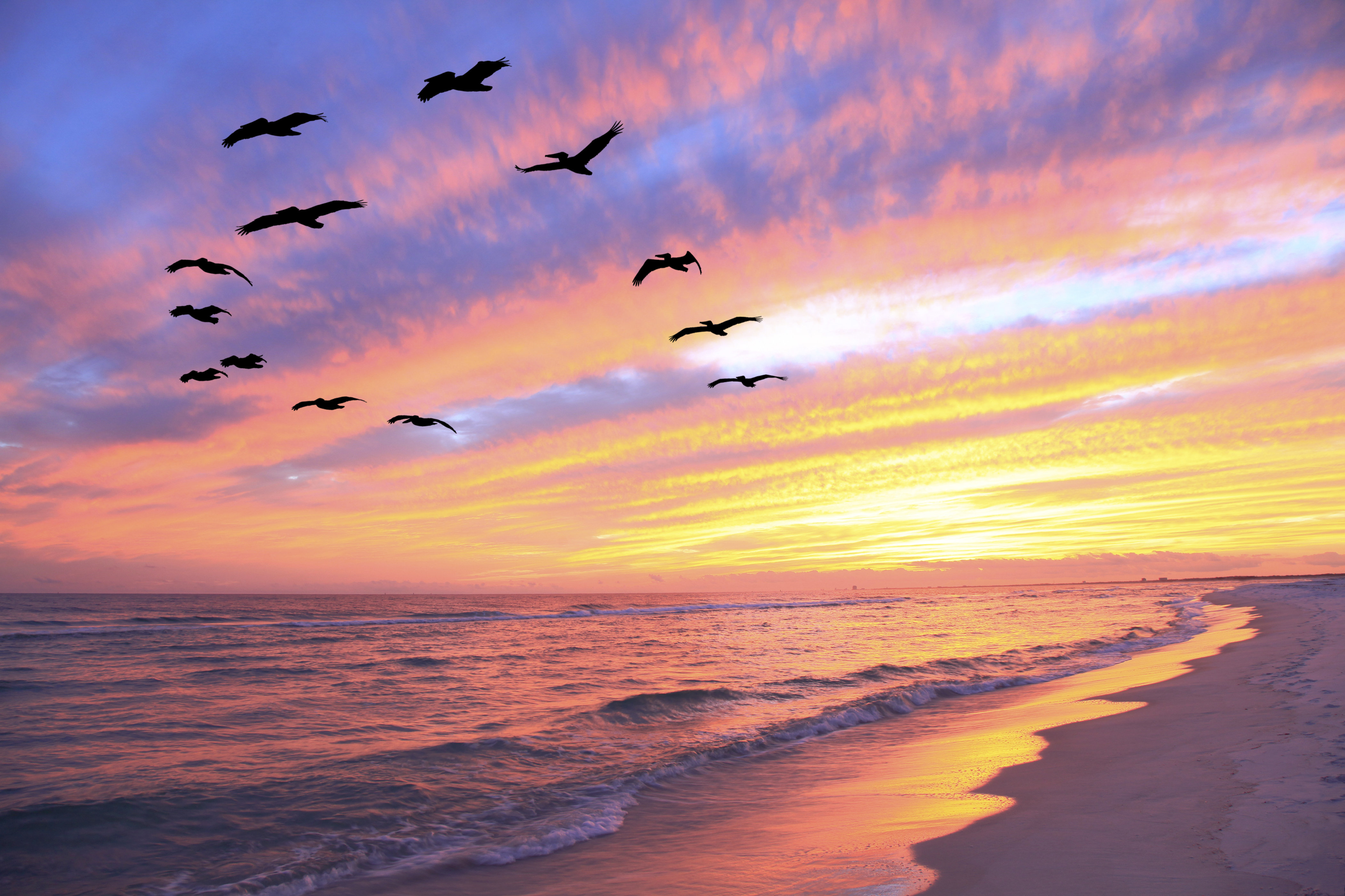Highland Dunes Flock of Pelicans Fly over the Beach at Sunset - Wrapped ...