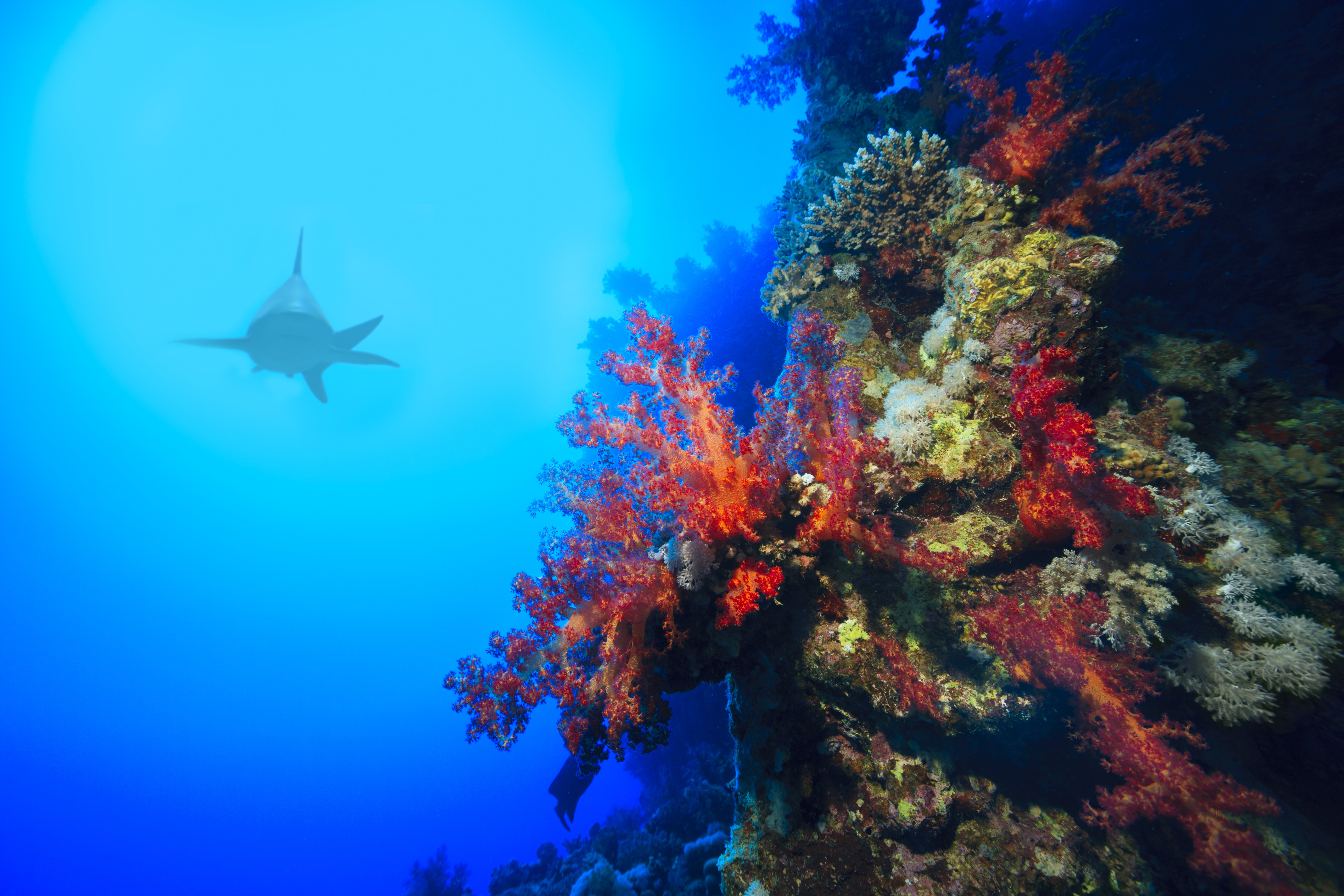 Highland Dunes Shark Reef by Ultramarinfoto | Wayfair
