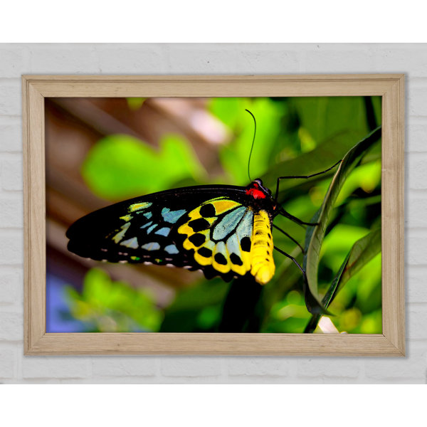 August Grove Beautiful Colourful Butterfly - Single Picture Frame Art ...
