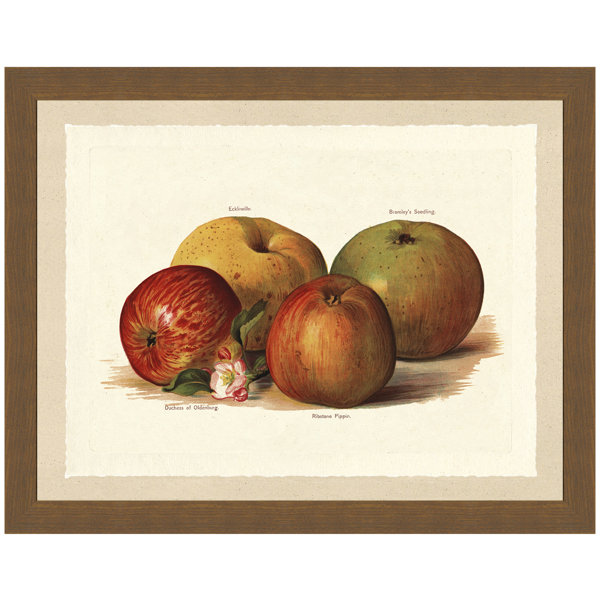 Vintage Print Gallery Rustic Apple by Vintage Print Gallery | Perigold