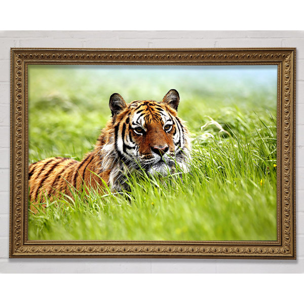 Ebern Designs Amazing Siberian Tiger - Single Picture Frame Art Prints ...