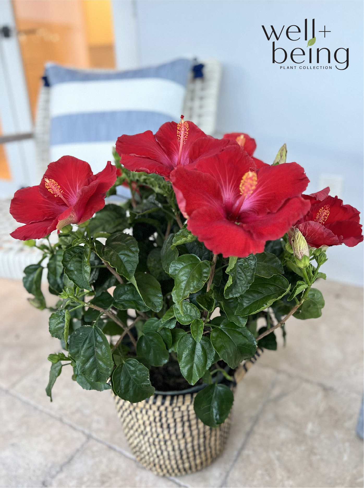 Natures Way Farms Nature's Way Farms Hibiscus Premium (Assorted Color ...