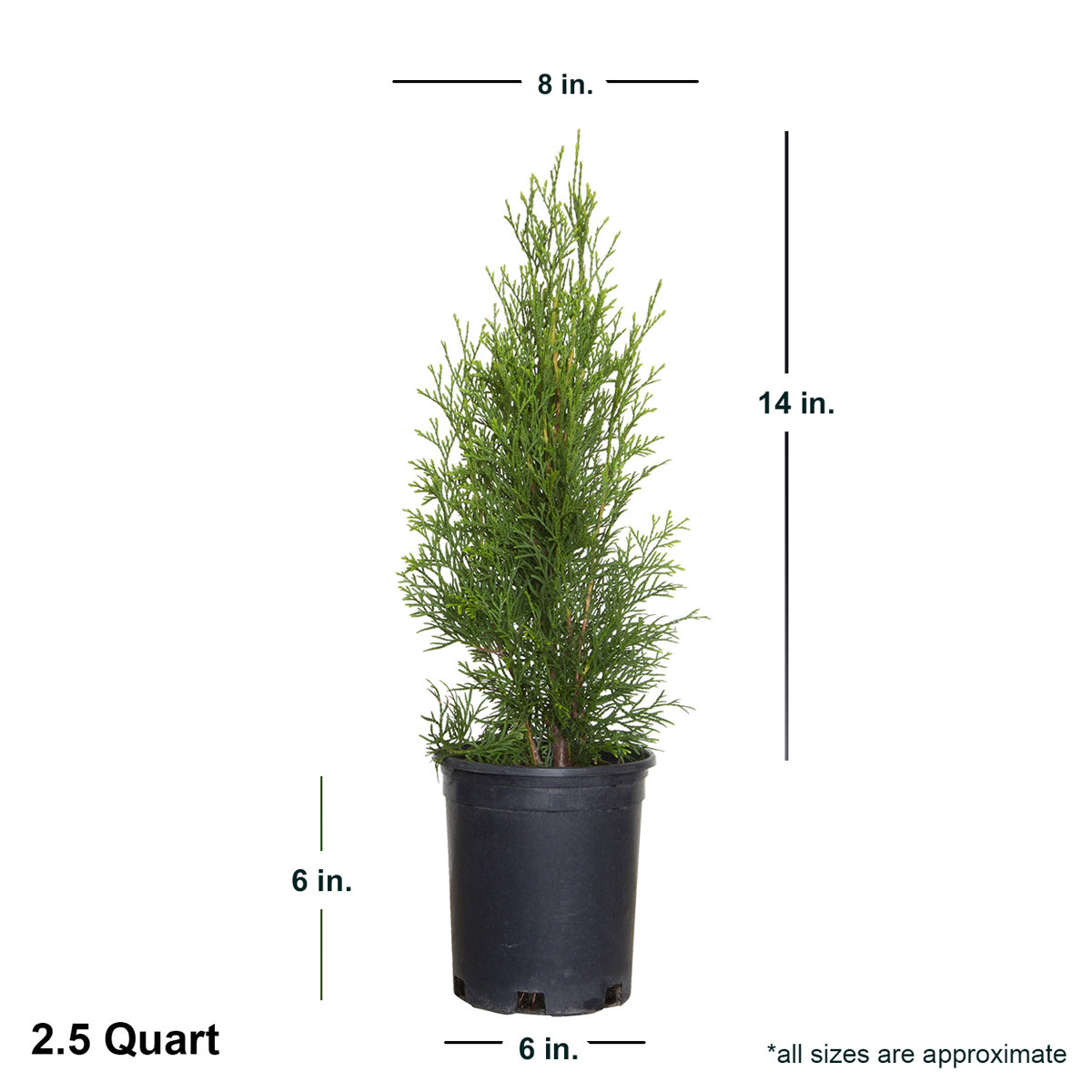 Plants by Mail 2.5 Qt. Emerald Green Arborvitae - Evergreen Trees for ...