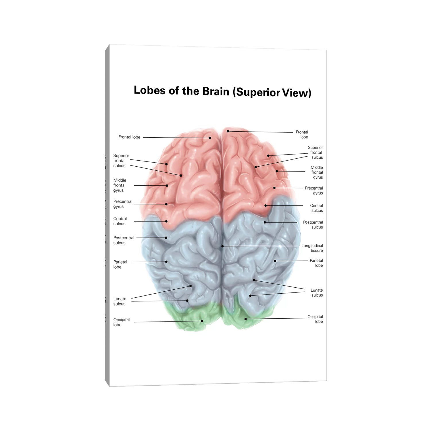 East Urban Home Superior View of Human Brain with Colored Lobes and ...