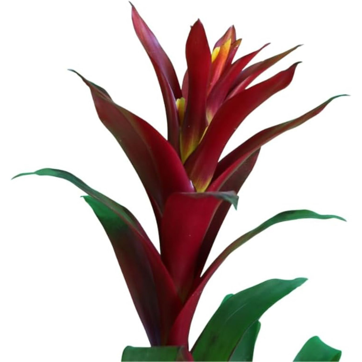 American Plant Exchange Tropical Flowering Bromeliad, Assorted Colors ...