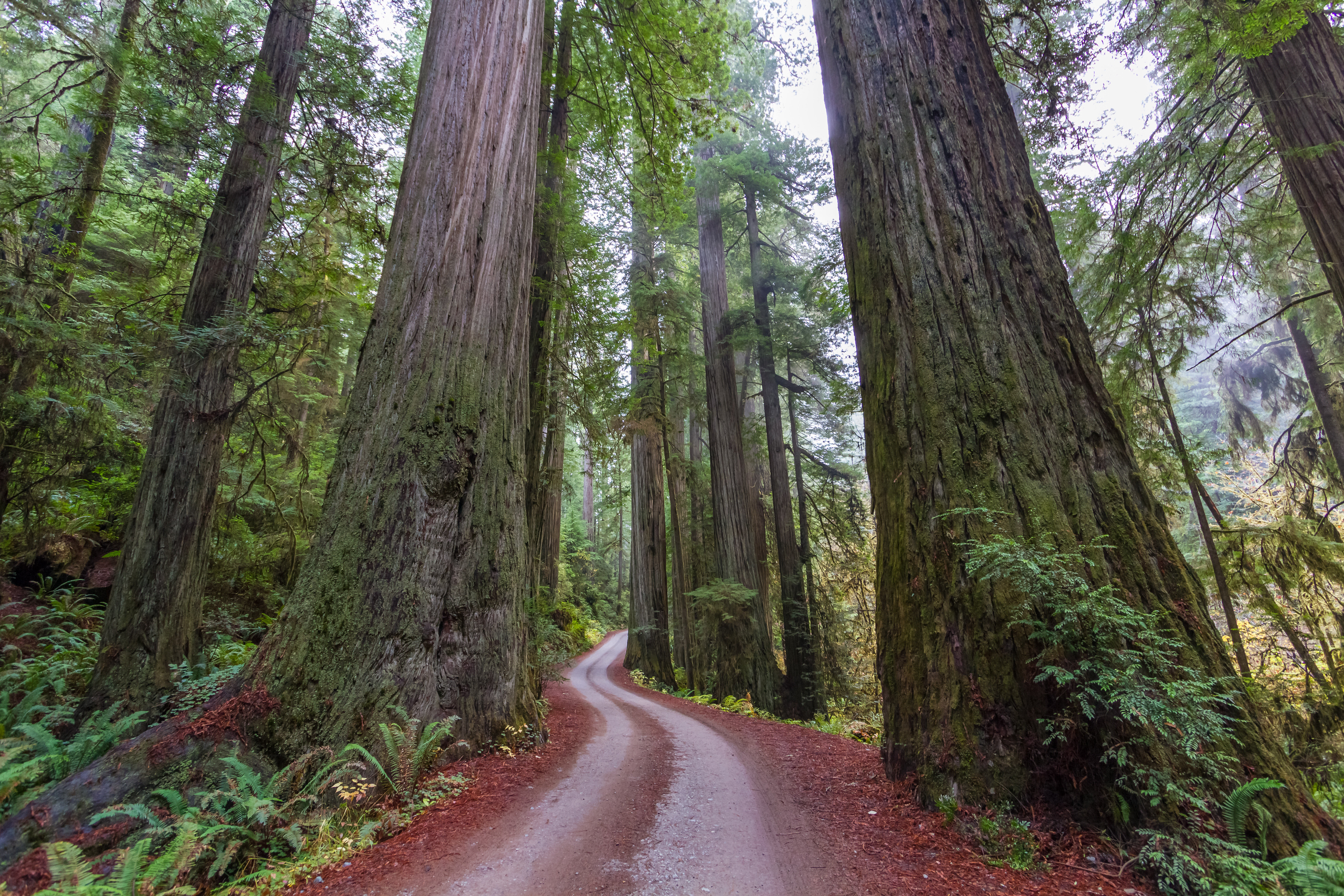 Millwood Pines Giant Coastal Redwoods 2936493 - Wayfair Canada