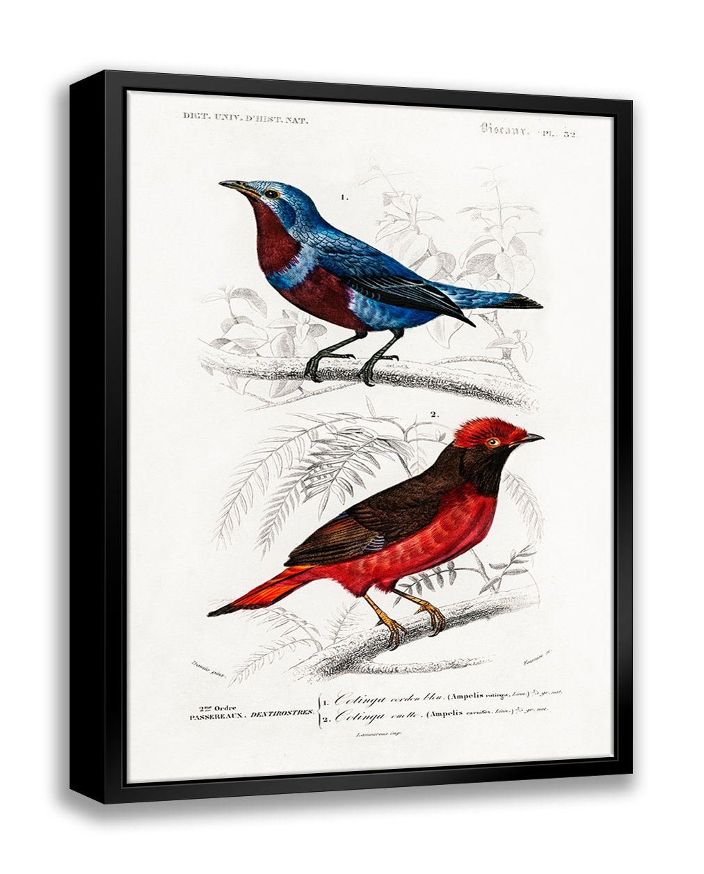 ATX Art Group LLC Natural History - Different Types Of Birds 27 by ...