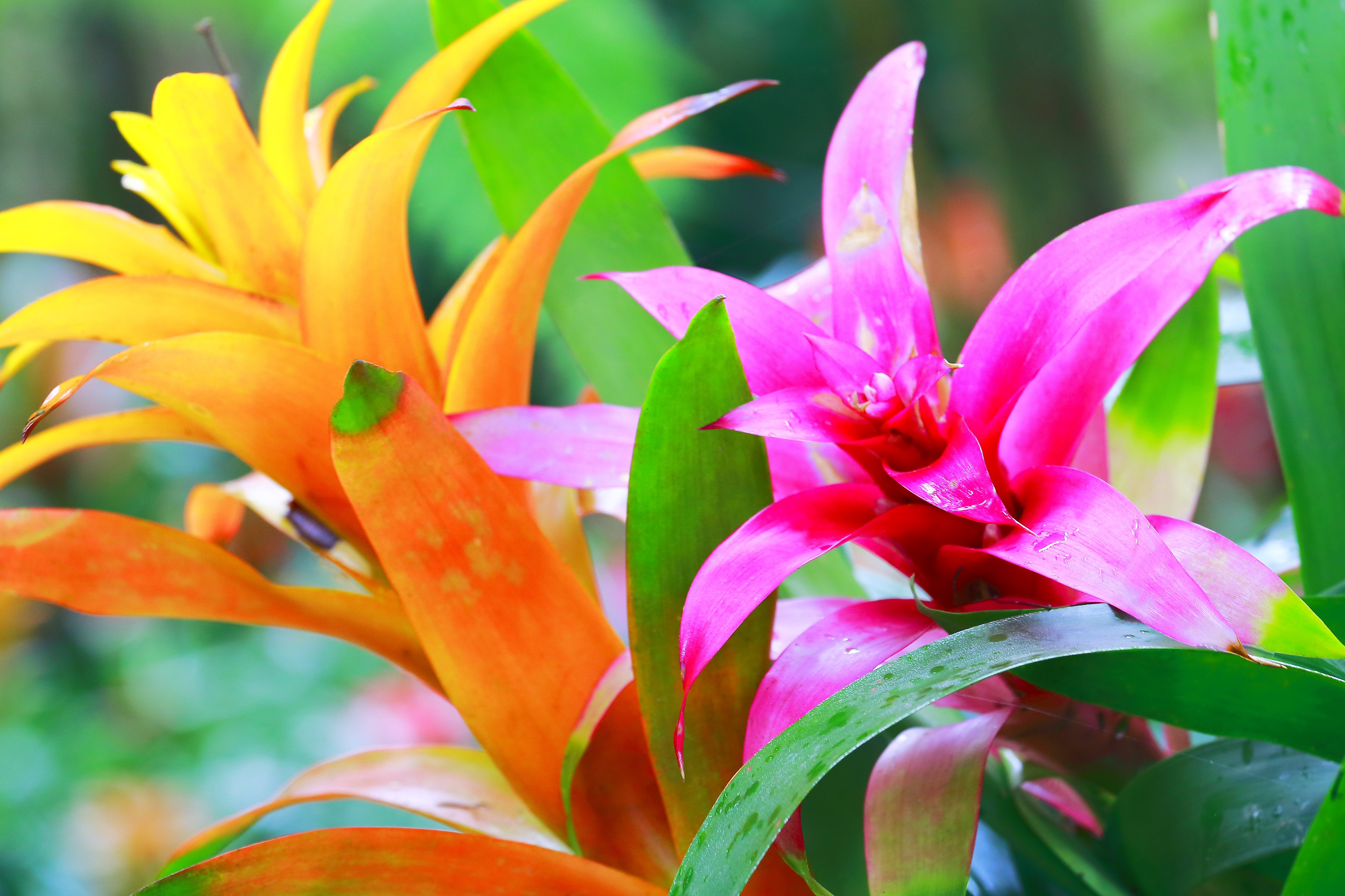 Ebern Designs Idyllic Bromeliad Flower by Agustavop | Wayfair