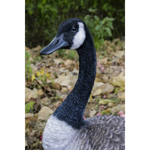 Hi-Line Gift Ltd. Standing Canada Goose Statue & Reviews | Wayfair