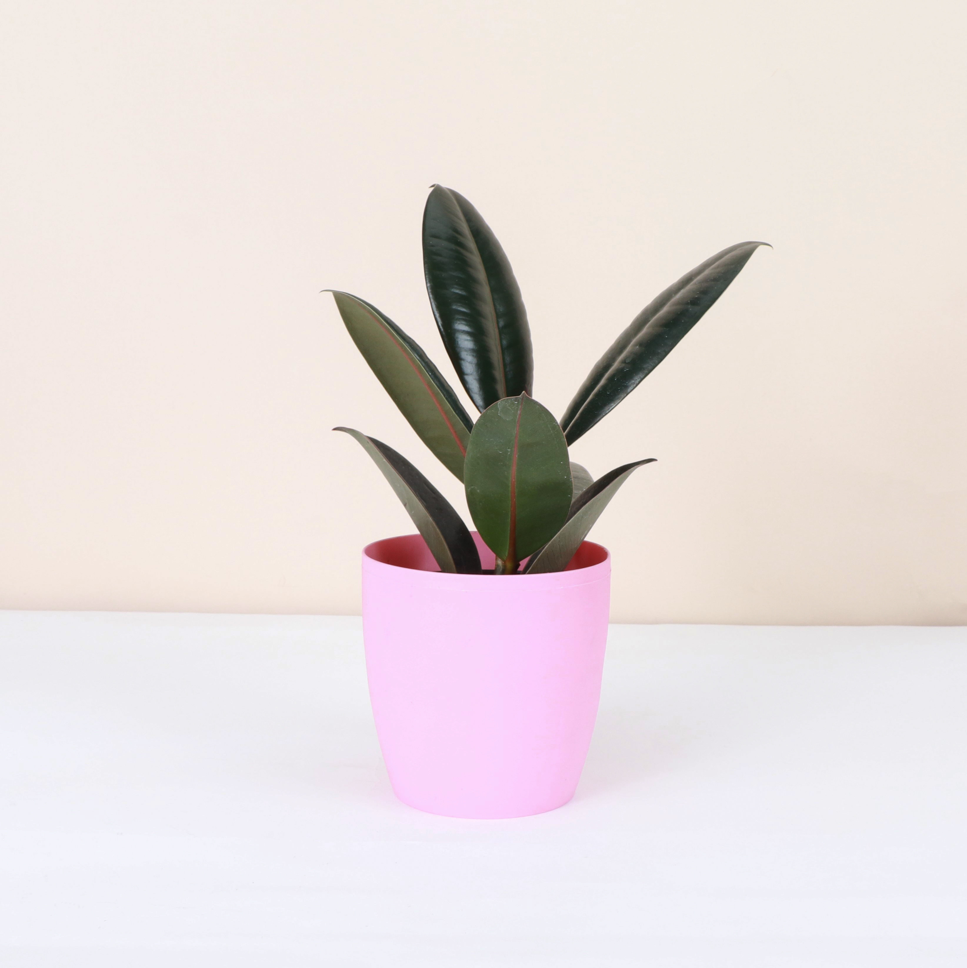 Thorsen's Greenhouse Live Burgundy Rubber Plant in Classic Pot | Perigold