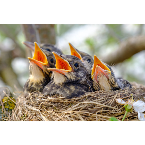 Latitude Run® Baby Birds - Wrapped Canvas Photograph | Wayfair
