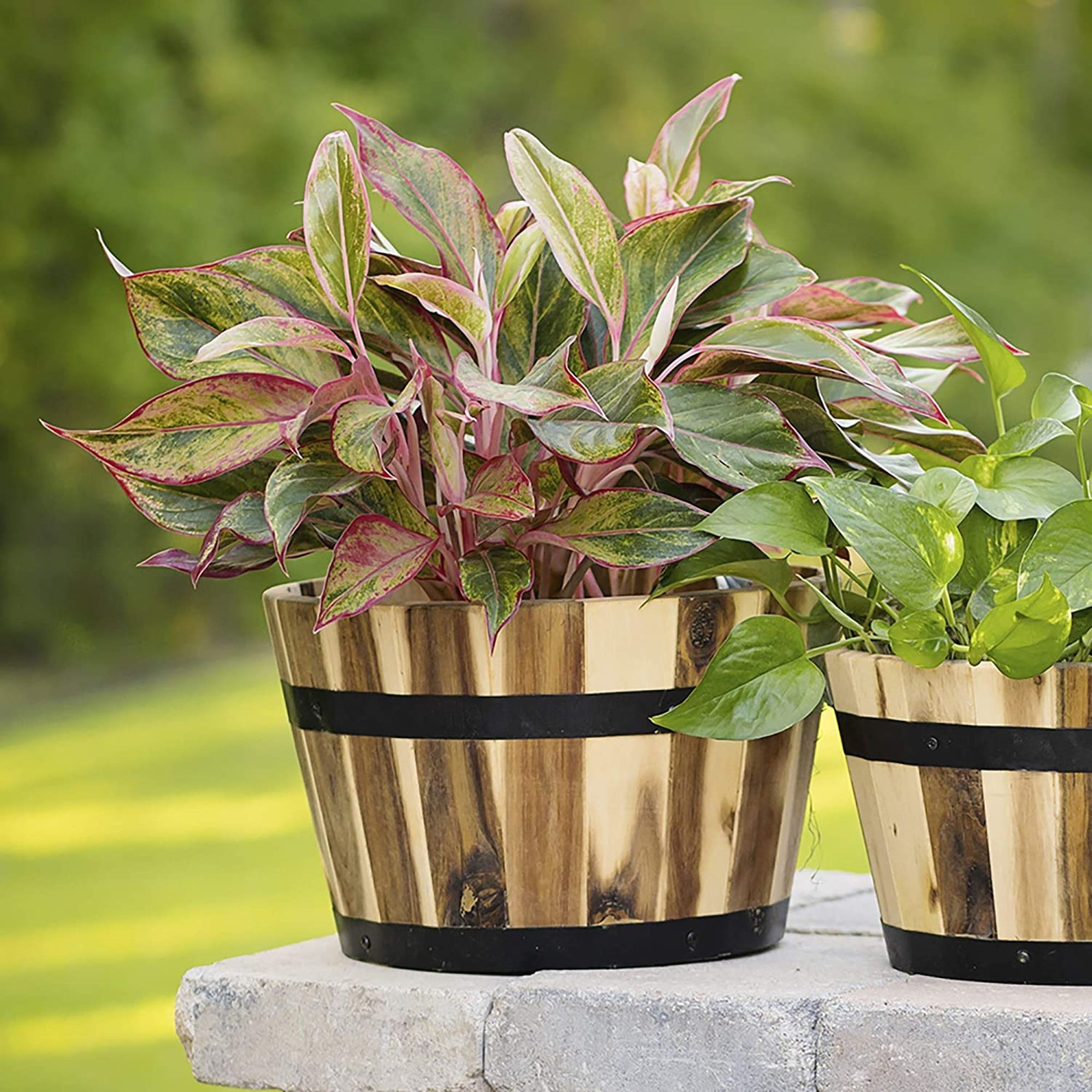 Millwood Pines Pine Wood Pot Planter | Wayfair