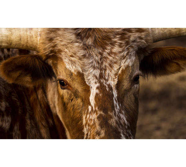 Chelsea Art Studio Adam Mowery The Longhorn Gaze Framed On Canvas by ...
