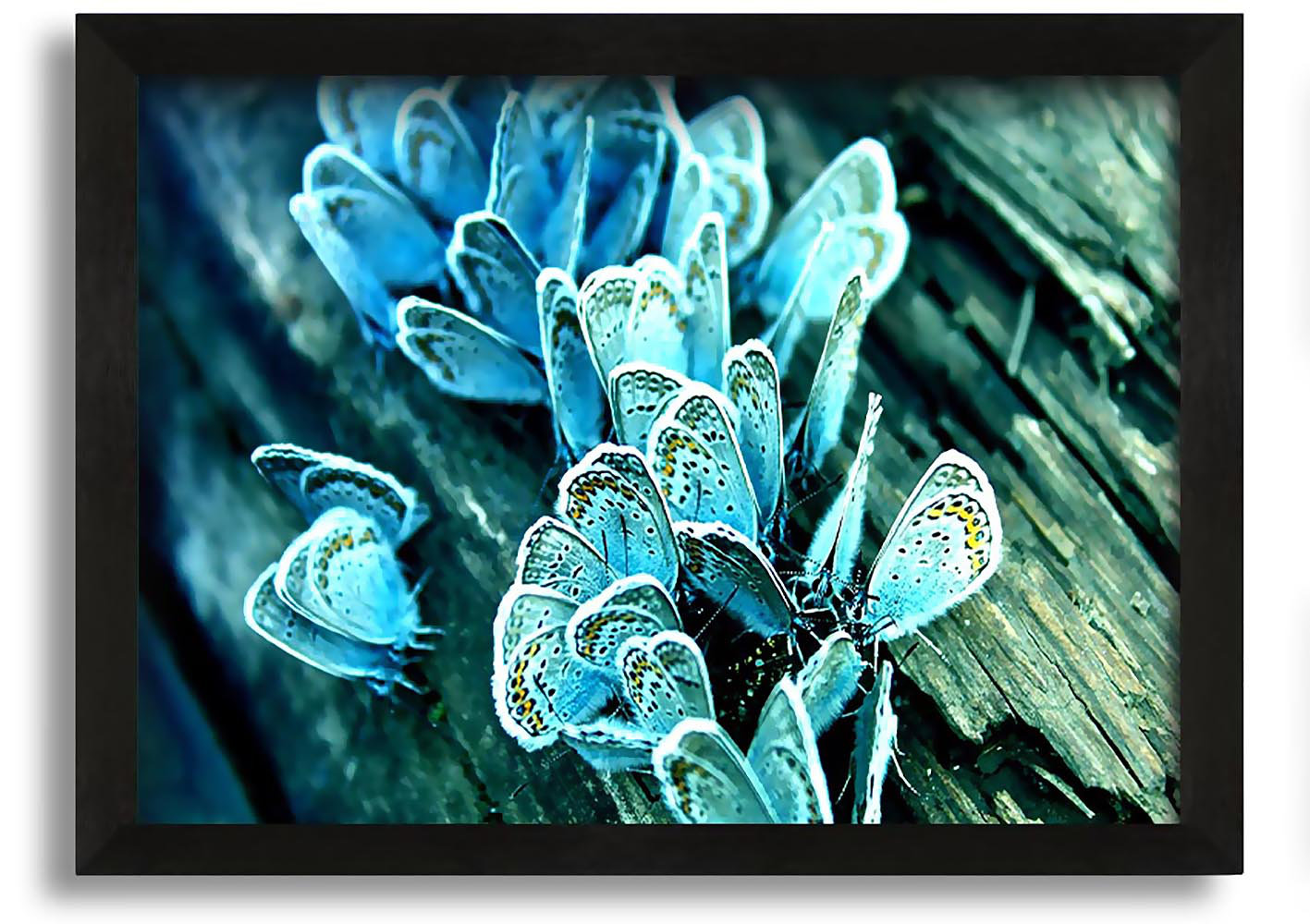 Ebern Designs Blue Butterflies - Picture Frame Photograph on Canvas ...