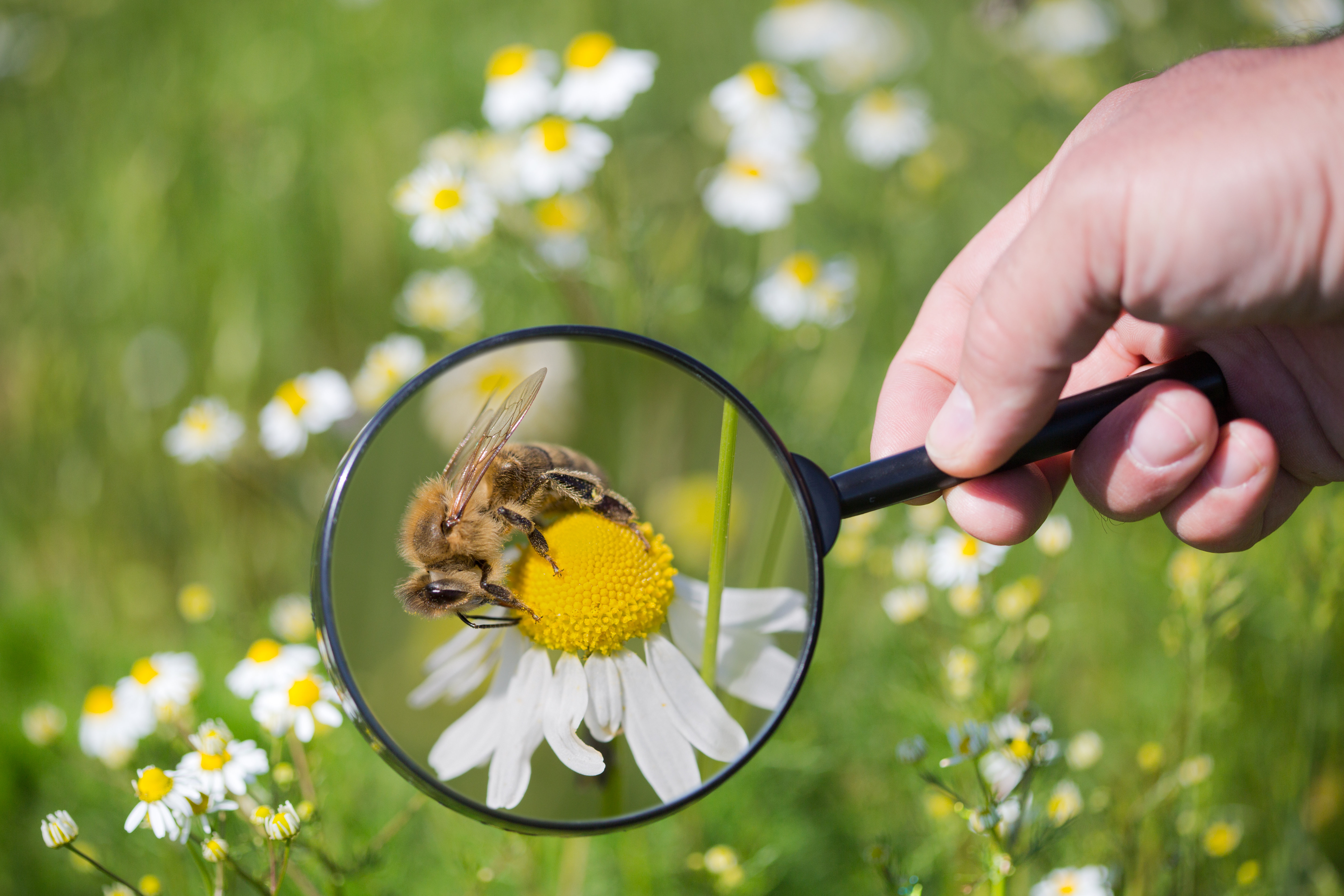 Ebern Designs Bee Under The Magnifying Glass by Diephosi | Wayfair