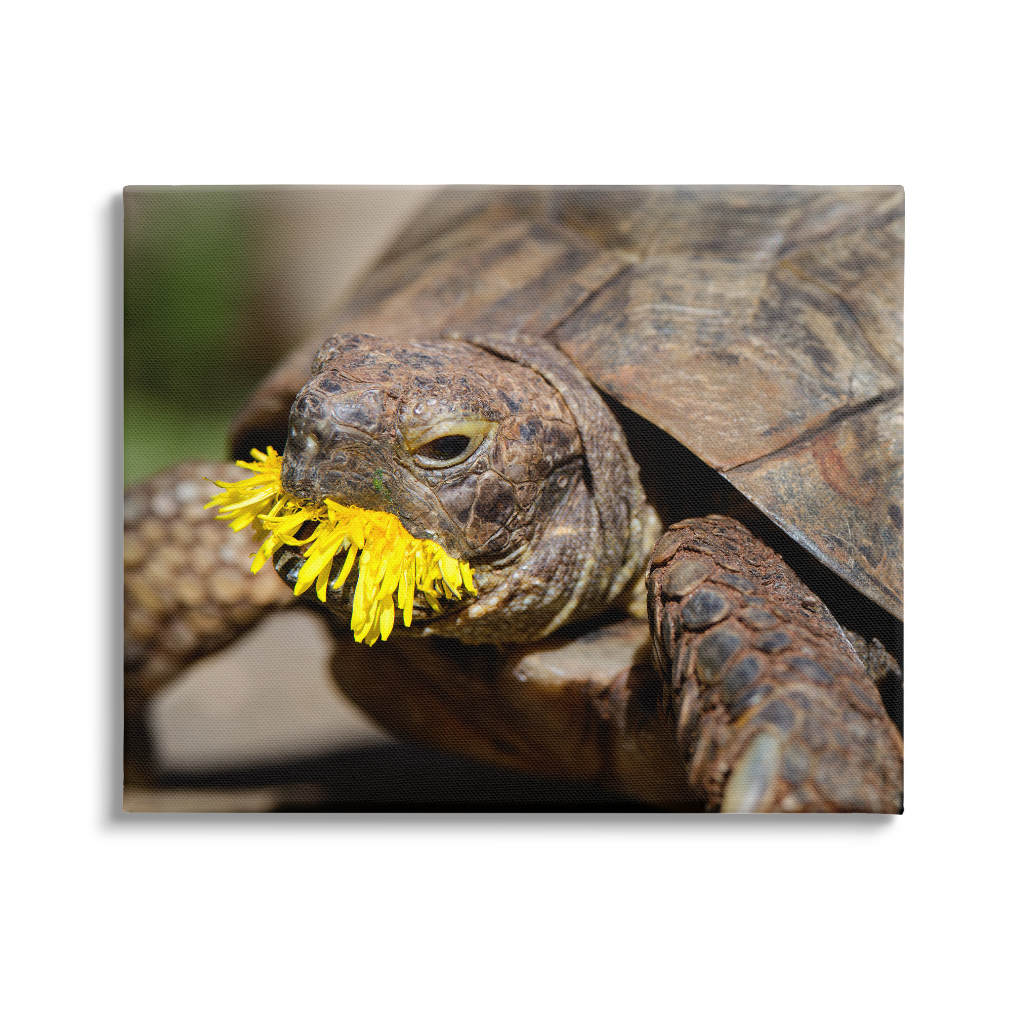 Bay Isle Home™ Turtle Eating Dandelion by Jonathan Casey | Wayfair