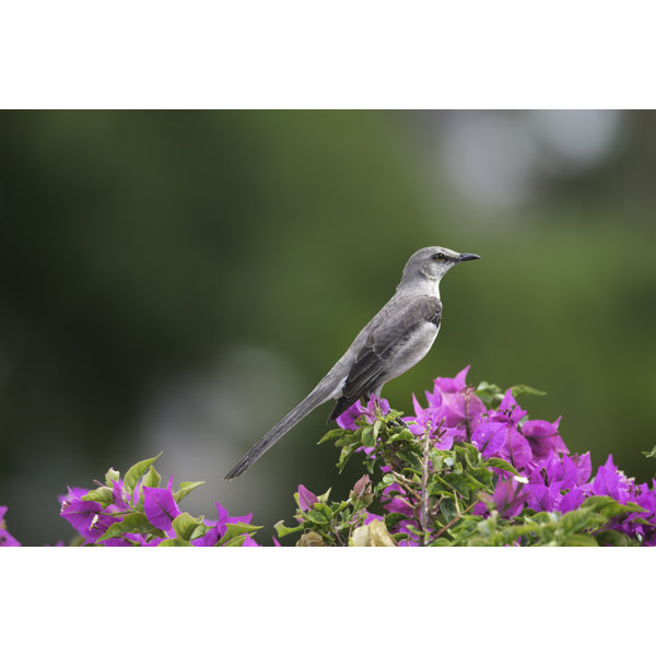 Marlow Home Co. Northern Mockingbird by Spates - Wrapped Canvas ...