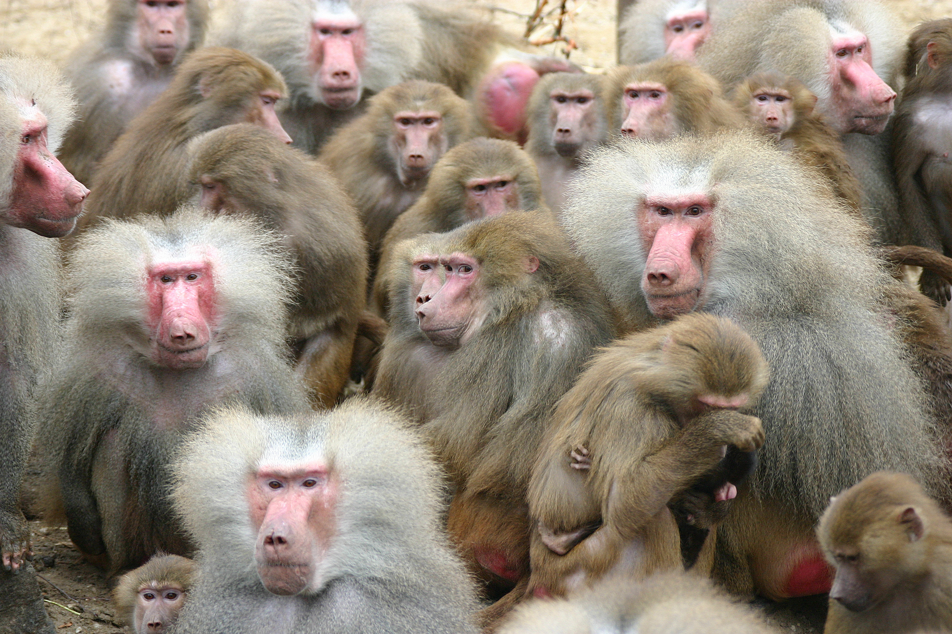 Ebern Designs Shy Guy (Baboon) - Wayfair Canada