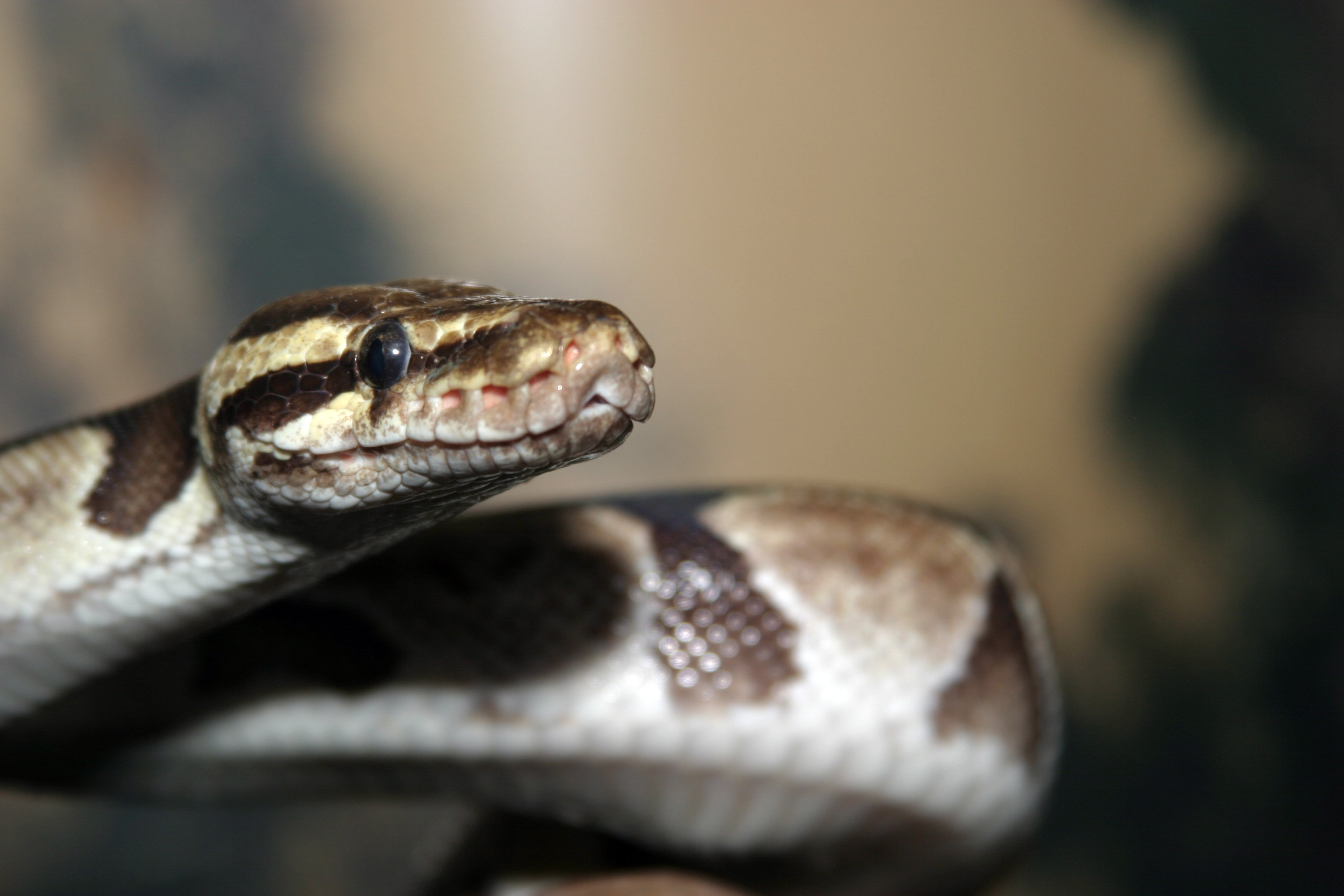 Ebern Designs Ball Python by Kevdog818 | Wayfair
