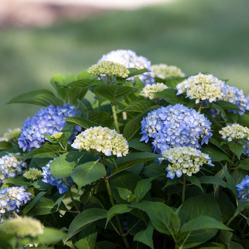 Endless Summer Hydrangeas 1 Gallon The Original Endless Summer ...