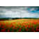 17 Stories Field Of Poppies by Killian Ward - Wrapped Canvas Painting ...