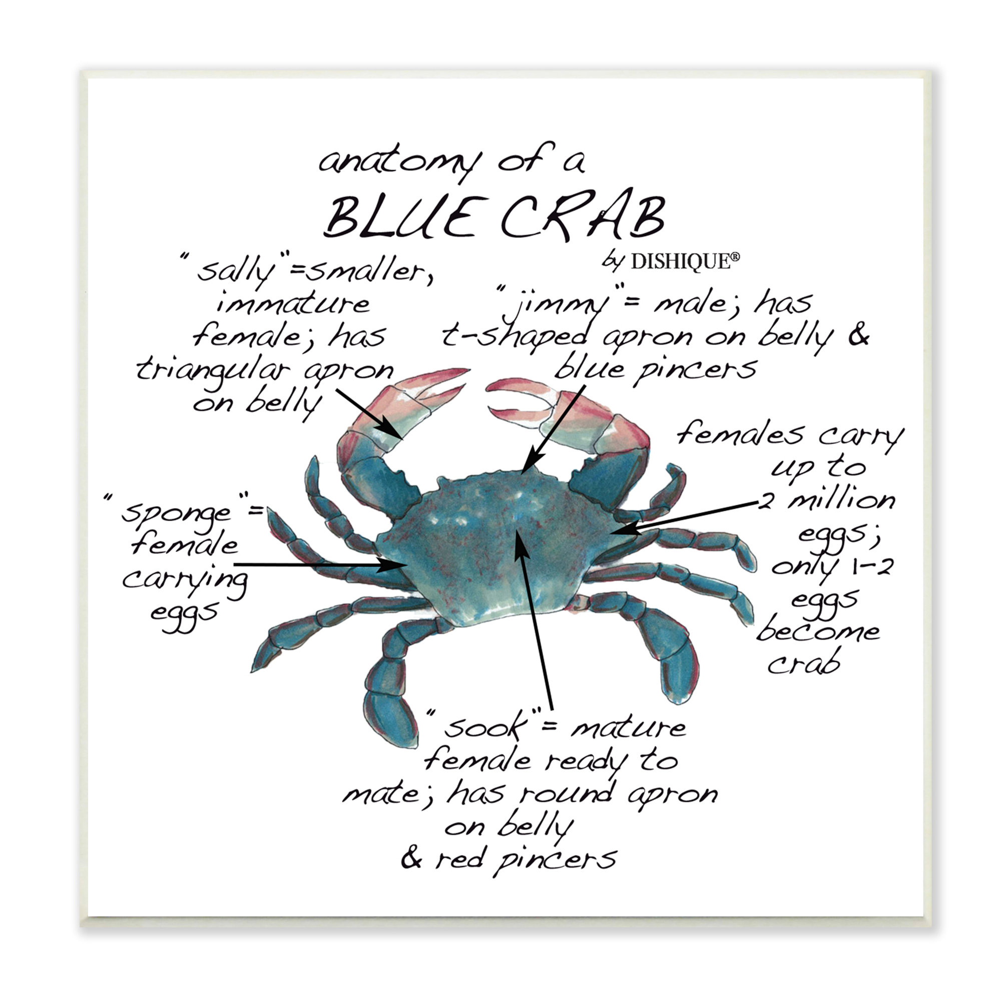 Stupell Industries " Crab Anatomy Facts Educational Sea Life Diagram ...