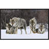 East Urban Home 'Gray Wolf Group, Norway' Photographic Print | Wayfair