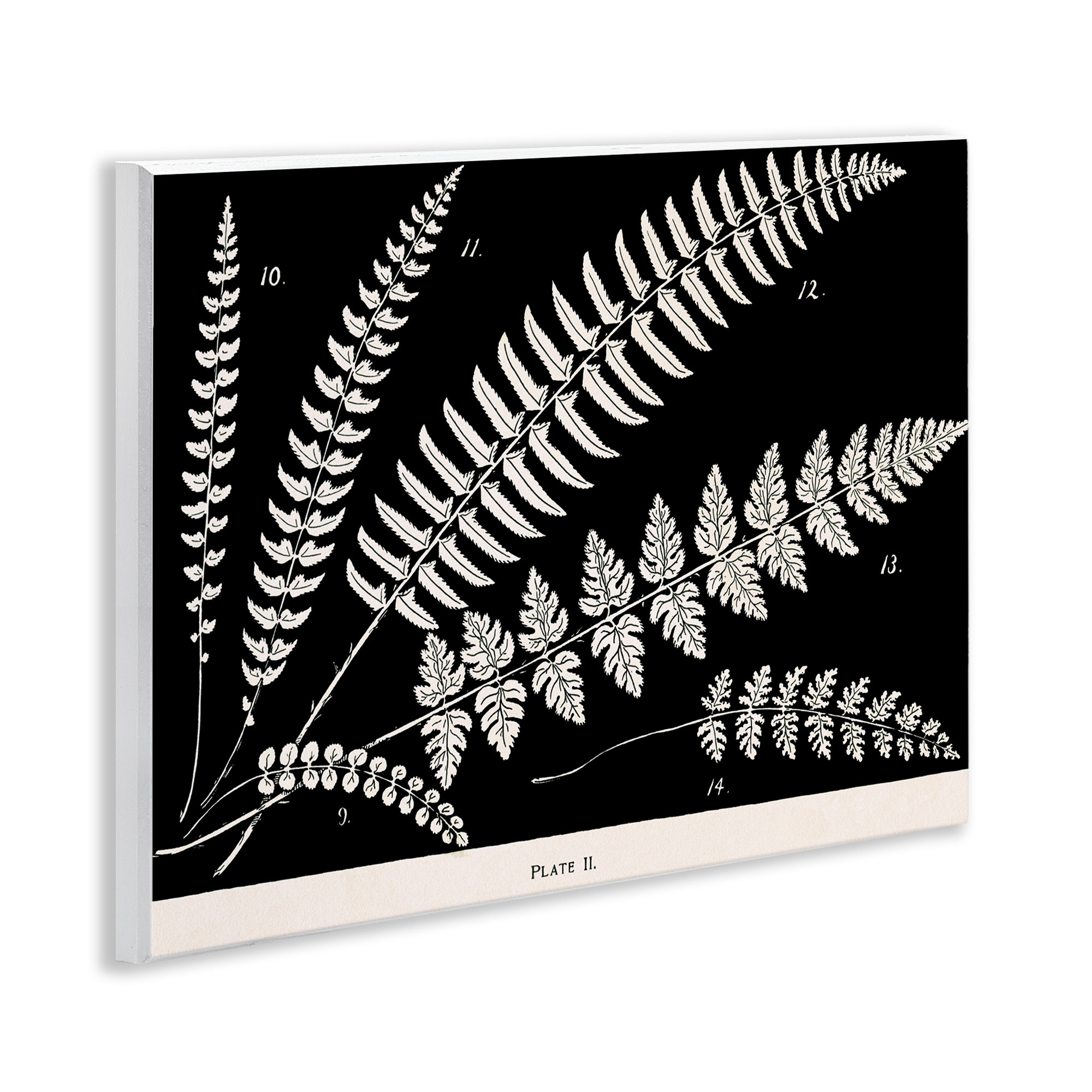 Winston Porter Fern Studies on Black Wall Plaque, design by Phillipa ...