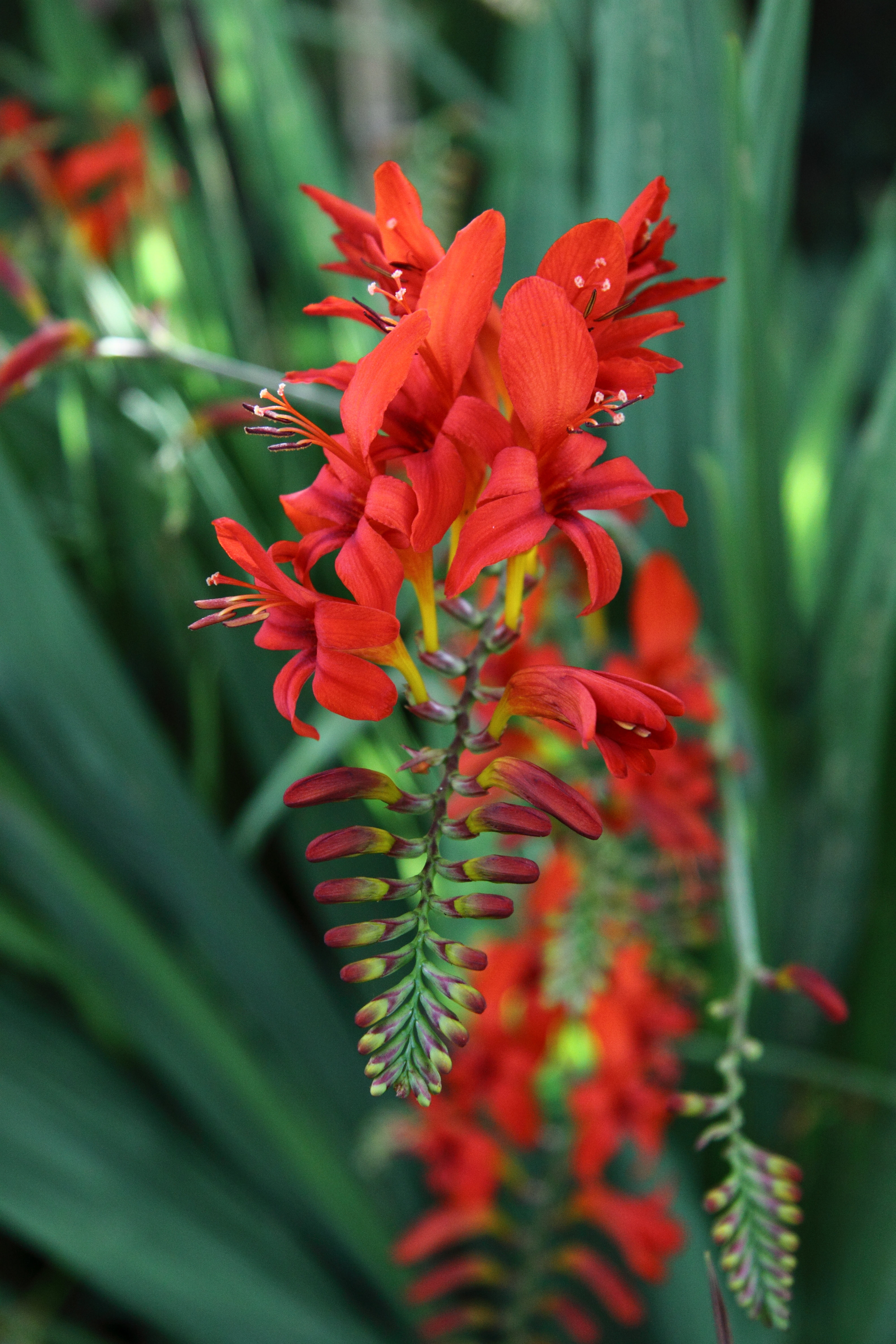 Ebern Designs Lucifer Crocosmia Flower - Photograph on Canvas | Wayfair