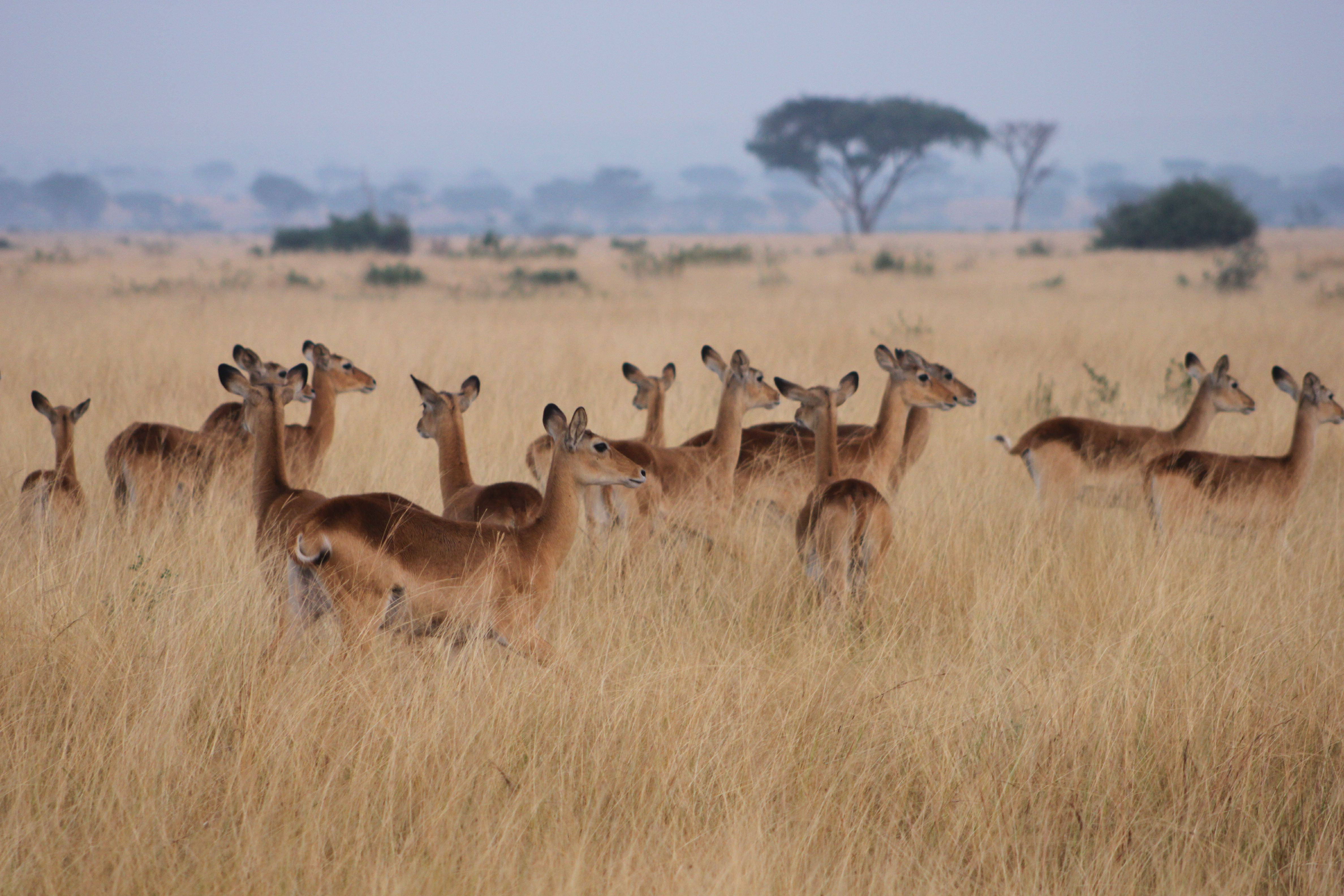 Millwood Pines Ugandan Kob by - Wrapped Canvas Photograph - Wayfair Canada