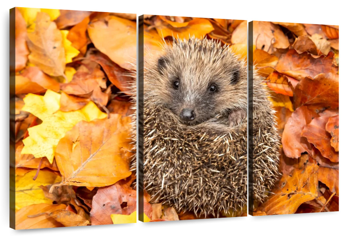 Ebern Designs Prickly Hedgehog On Leaves - Wayfair Canada