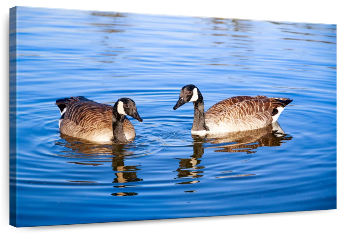 Elephant Stock Two Geese In A Pond | Wayfair