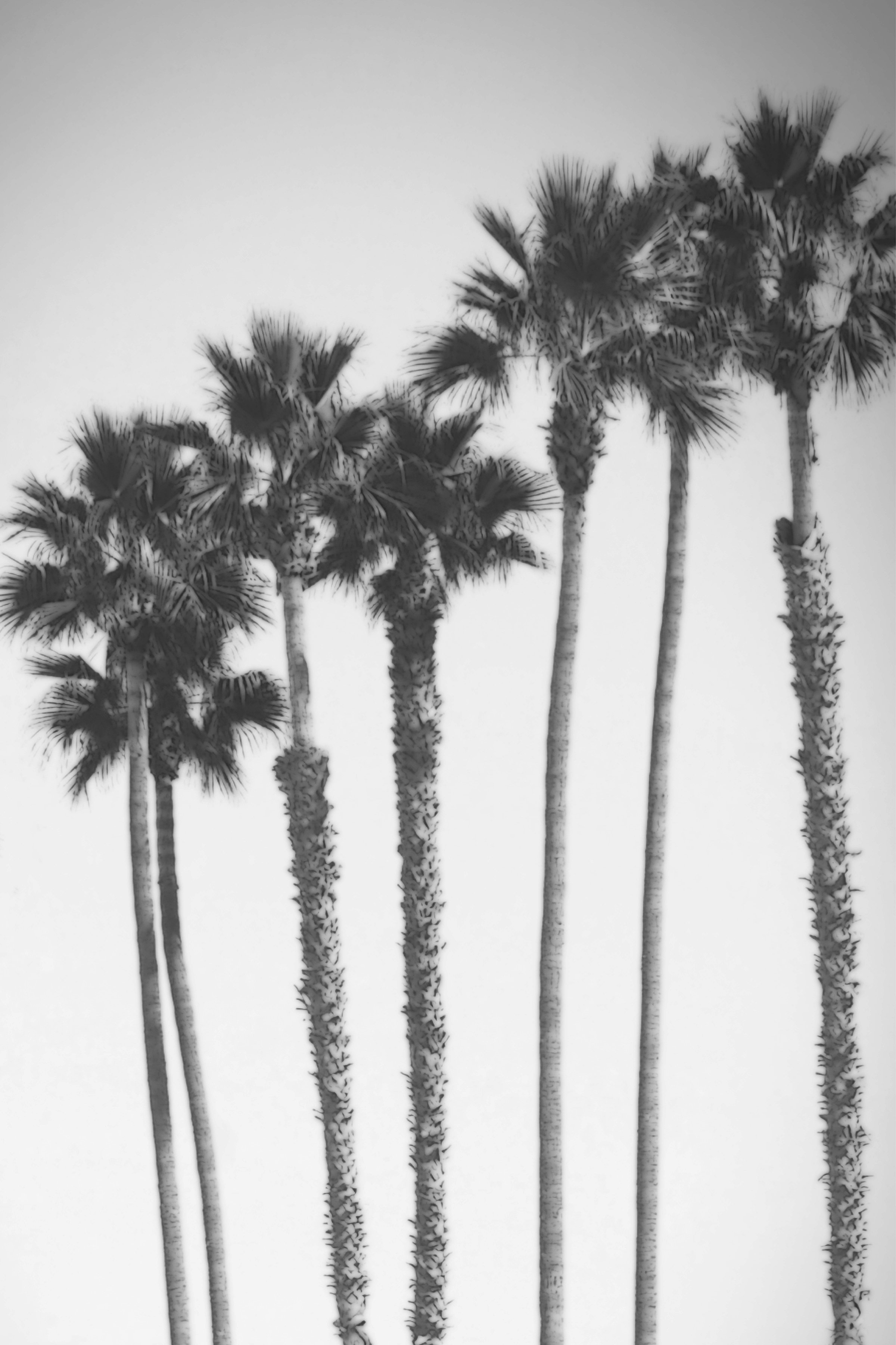 Bayou Breeze Towering Palms Calotype | Wayfair