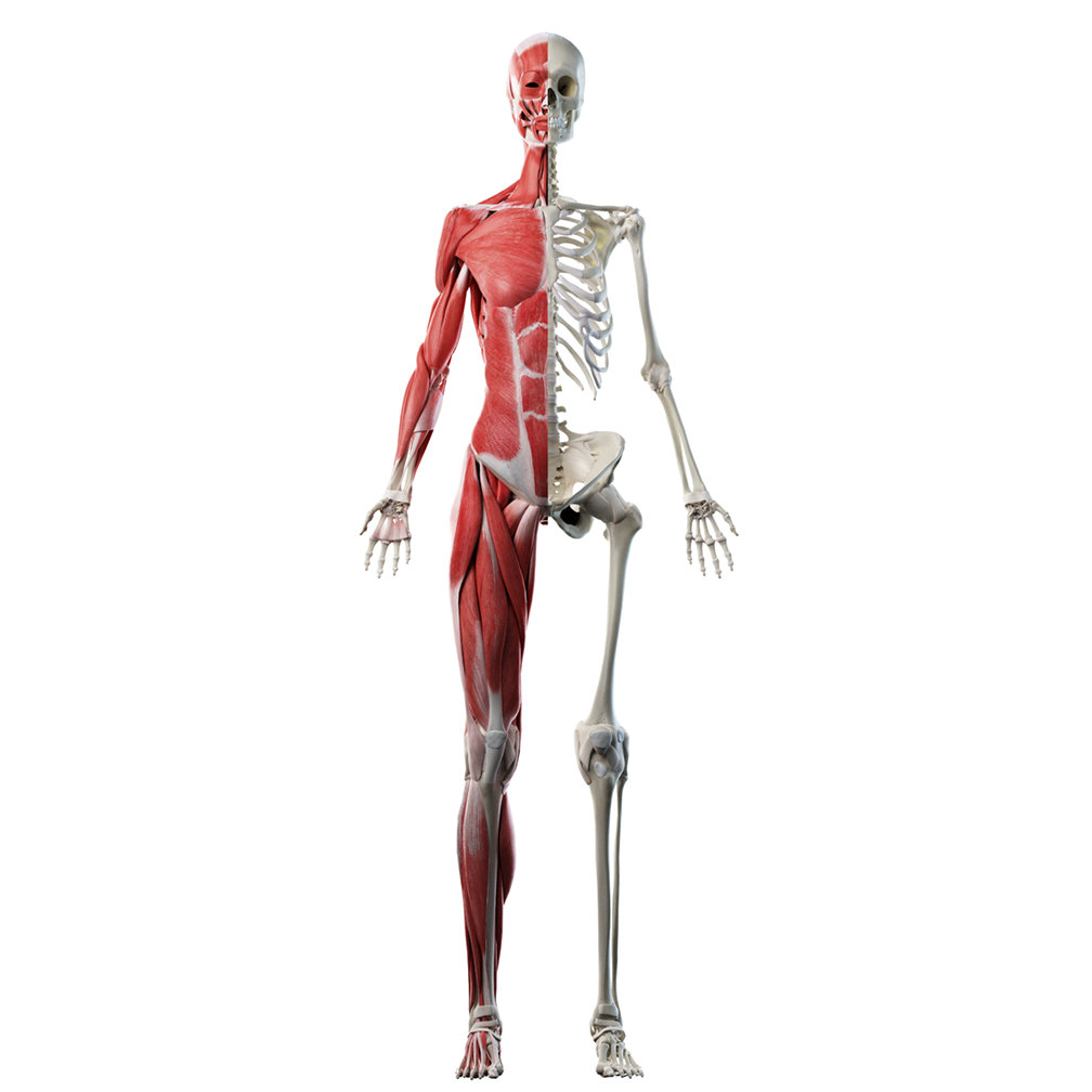Wet Paint Printing Anatomy Muscle Skeleton Skeletal System Cardboard ...