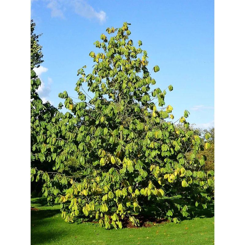 American Plant Exchange Fruit Trees Paw Paw Tree, Live Outdoor ...