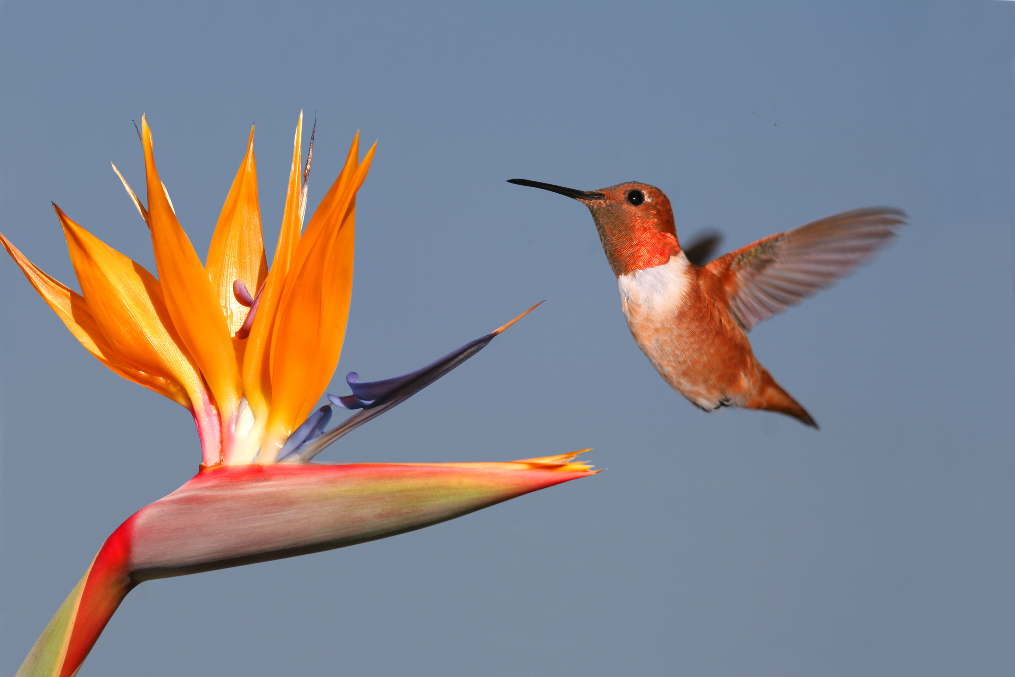 Ebern Designs Hummingbird & Bird of Paradise by Naturesdisplay ...