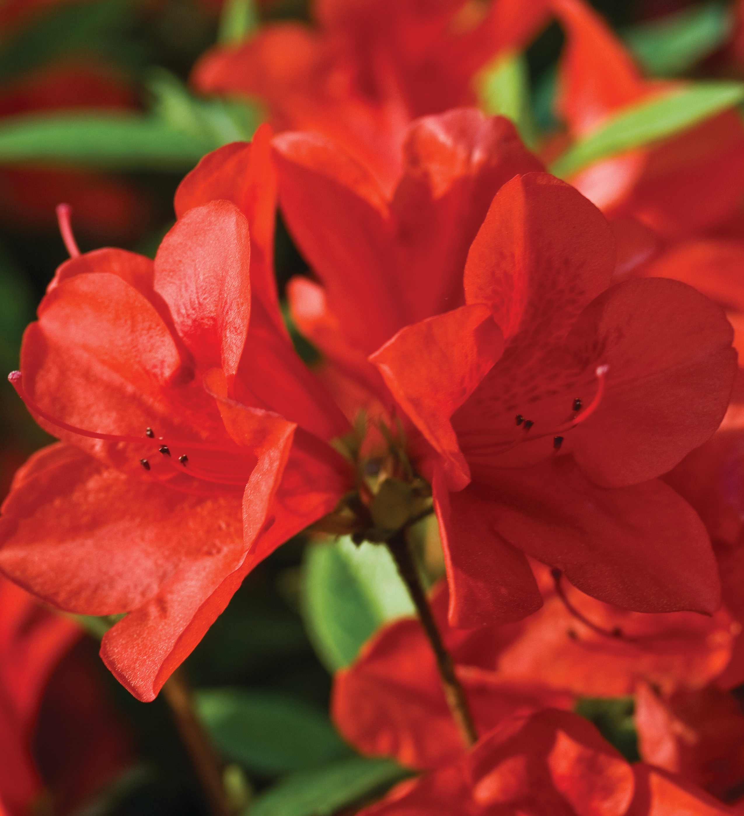 Encore Azalea 1 Gallon Autumn Bravo Encore Azalea - Reblooming ...