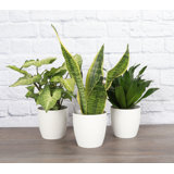 Wayfair | Live Plants You'll Love in 2023