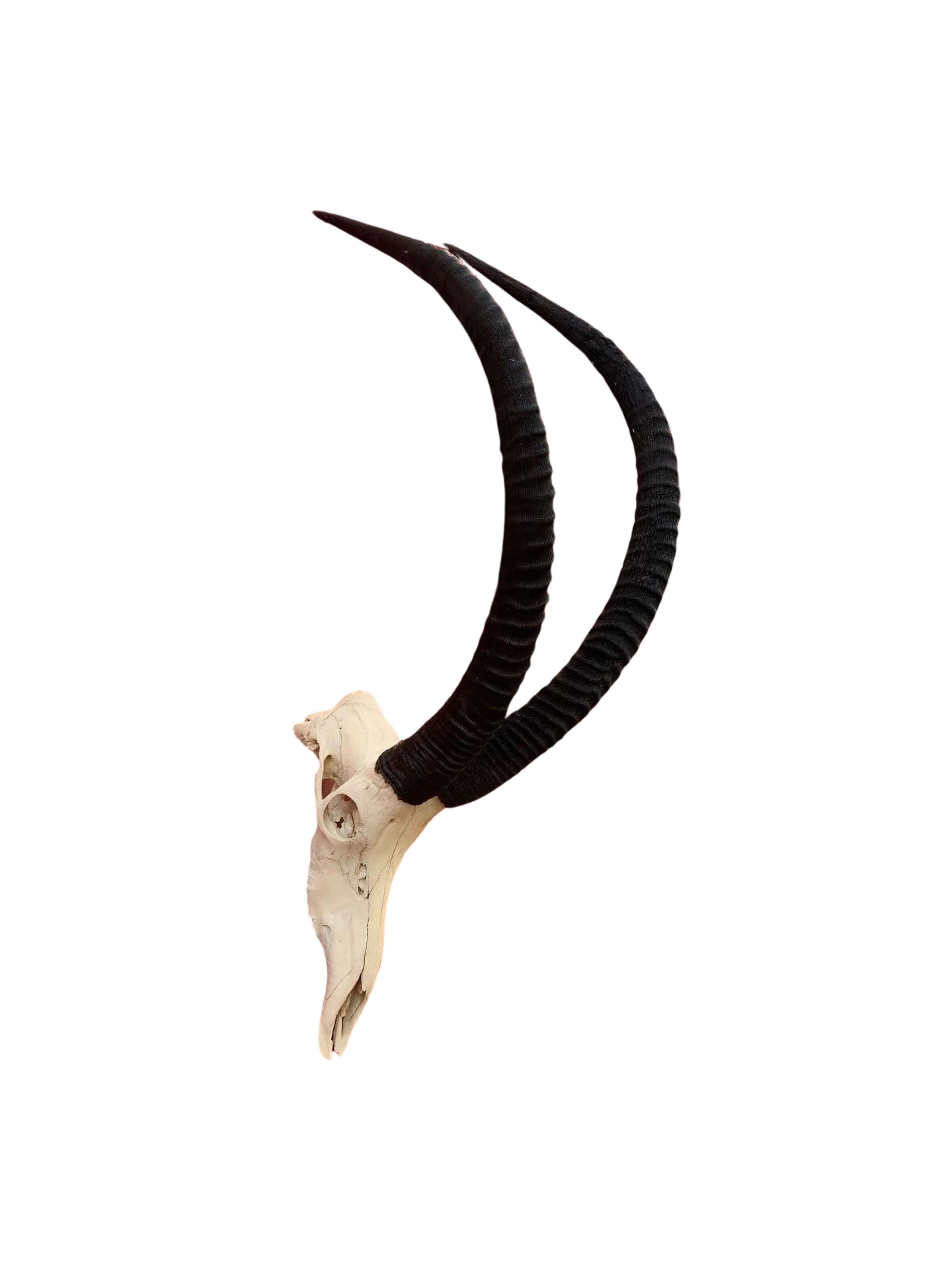Foundry Select Tianey Trophy Sable Antelope Skull | Wayfair