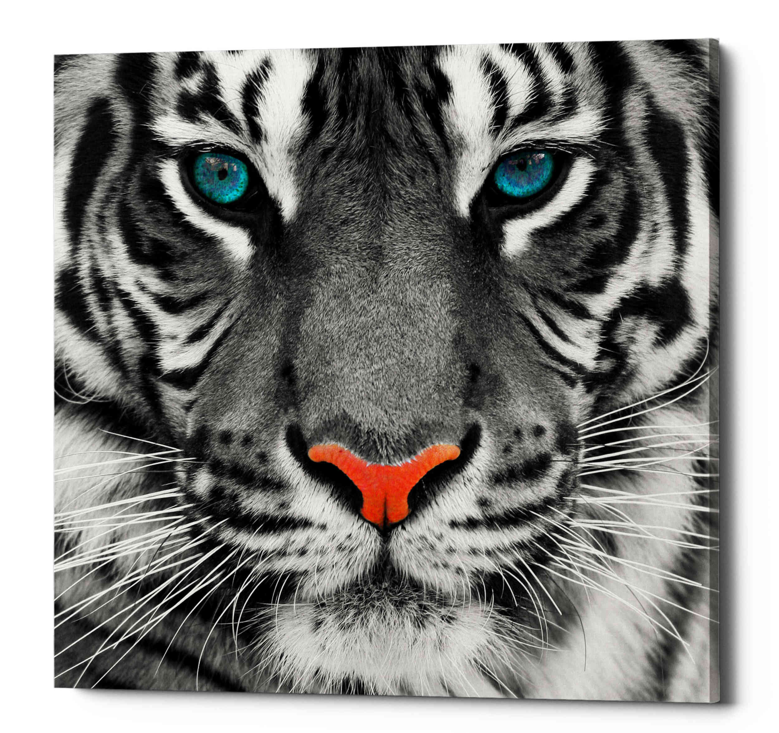Ebern Designs Thrill of the Tiger - Wrapped Canvas Graphic Art Print ...